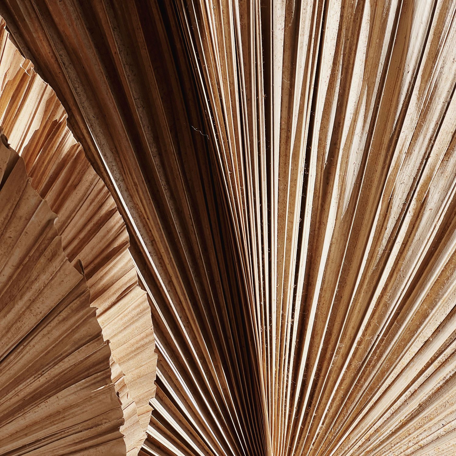 Hillarys Beach Club · Perth's New Coastal Haven