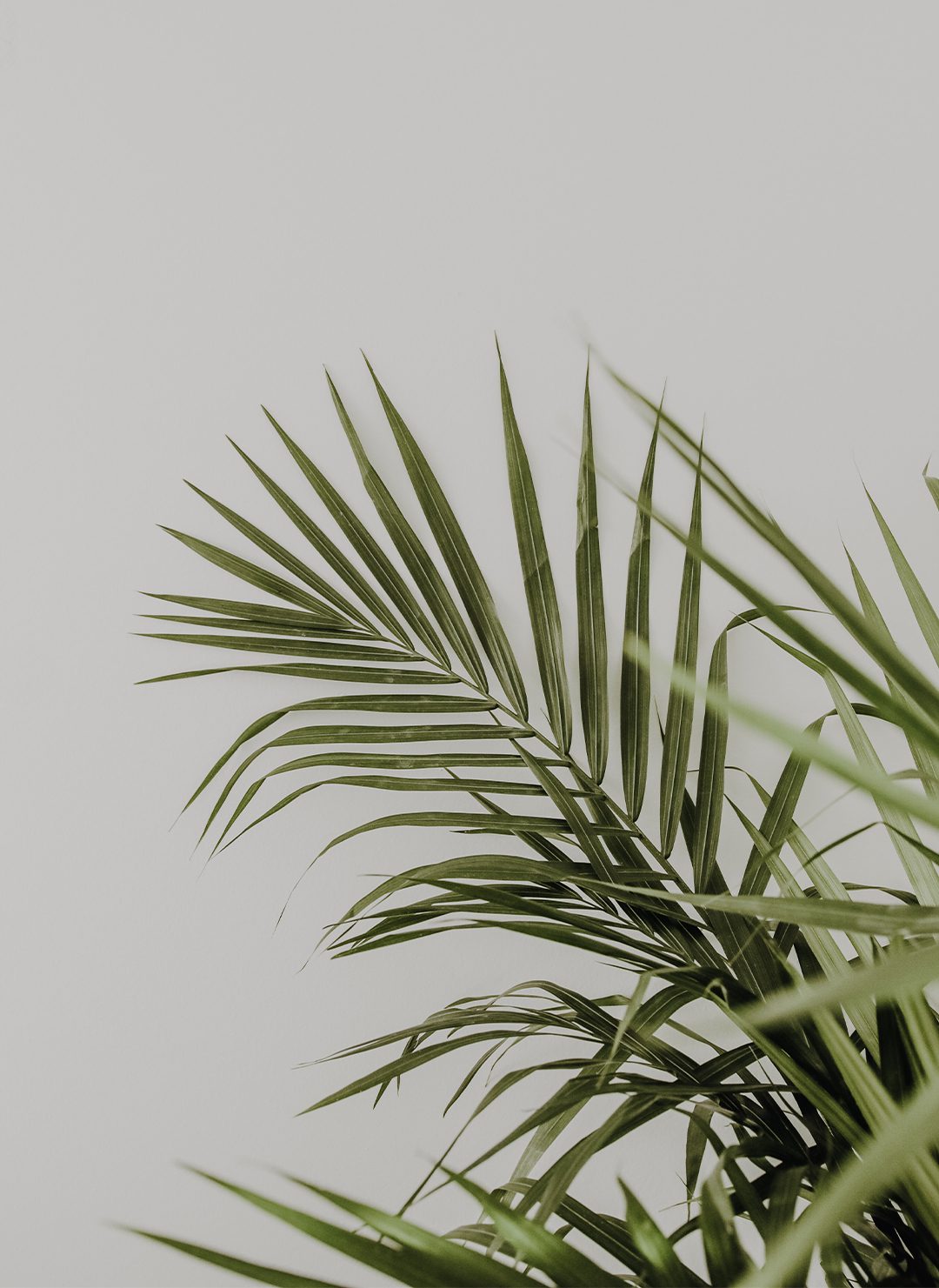 Hillarys Beach Club · Perth's New Coastal Haven